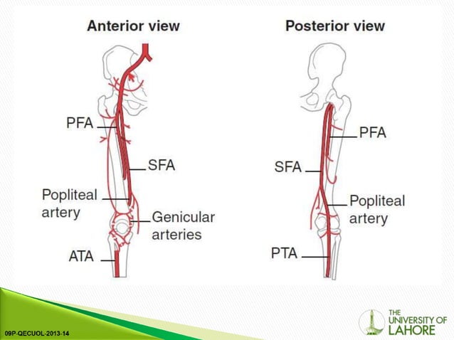 Peripheral Arteries Usg-1.pptx
