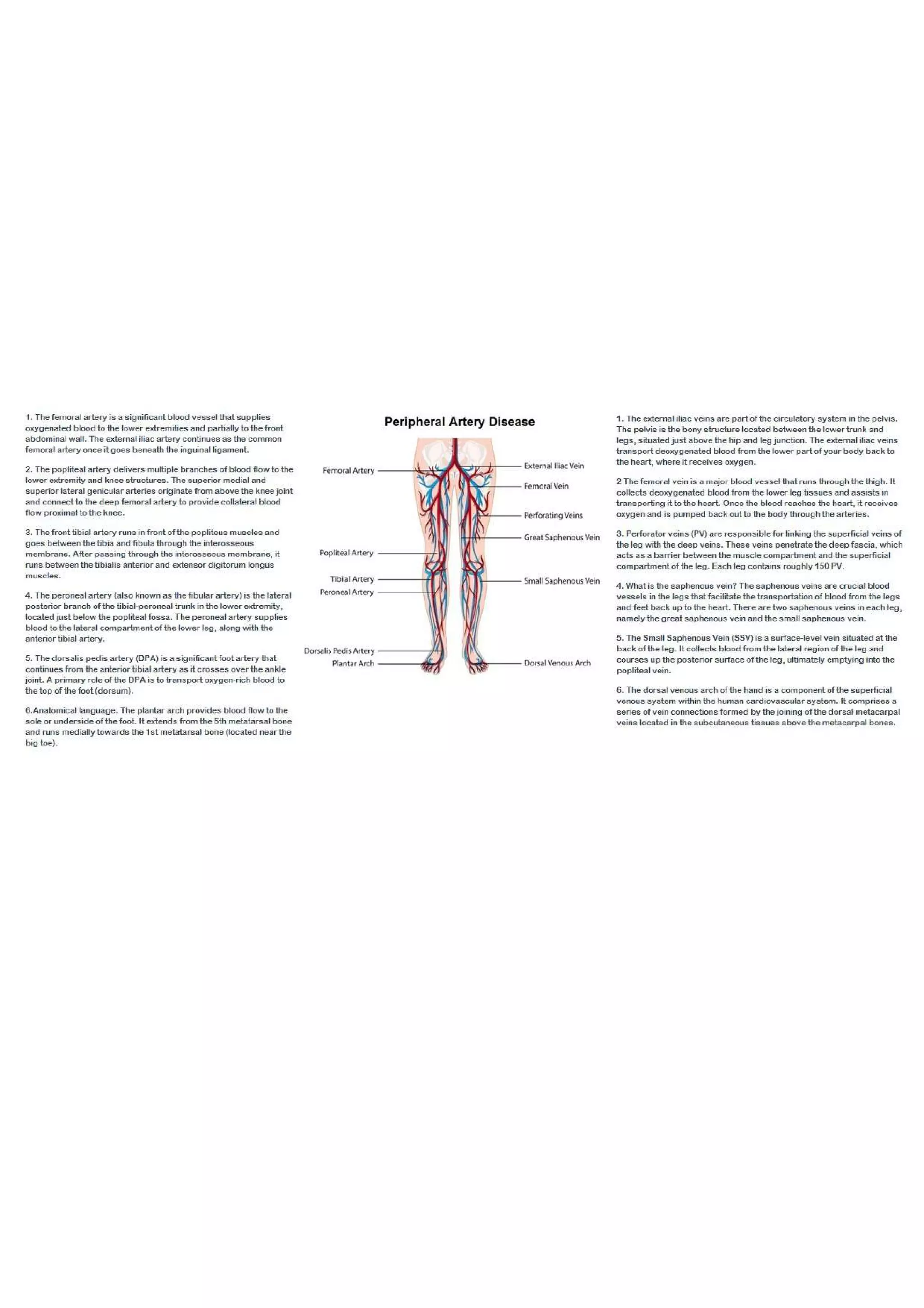 Overview of Common Peripheral Arteries and Their Functions at USA ...