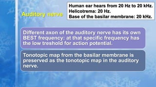 Peripheral auditory mechanisms | PPSX | Digital Audio | Computer ...