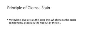Peripheral blood film and GS for imm.pptx
