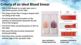 PERIPHERAL BLOOD SMEAR (STAINING, CELLS AND CONDITIONS) | PPTX