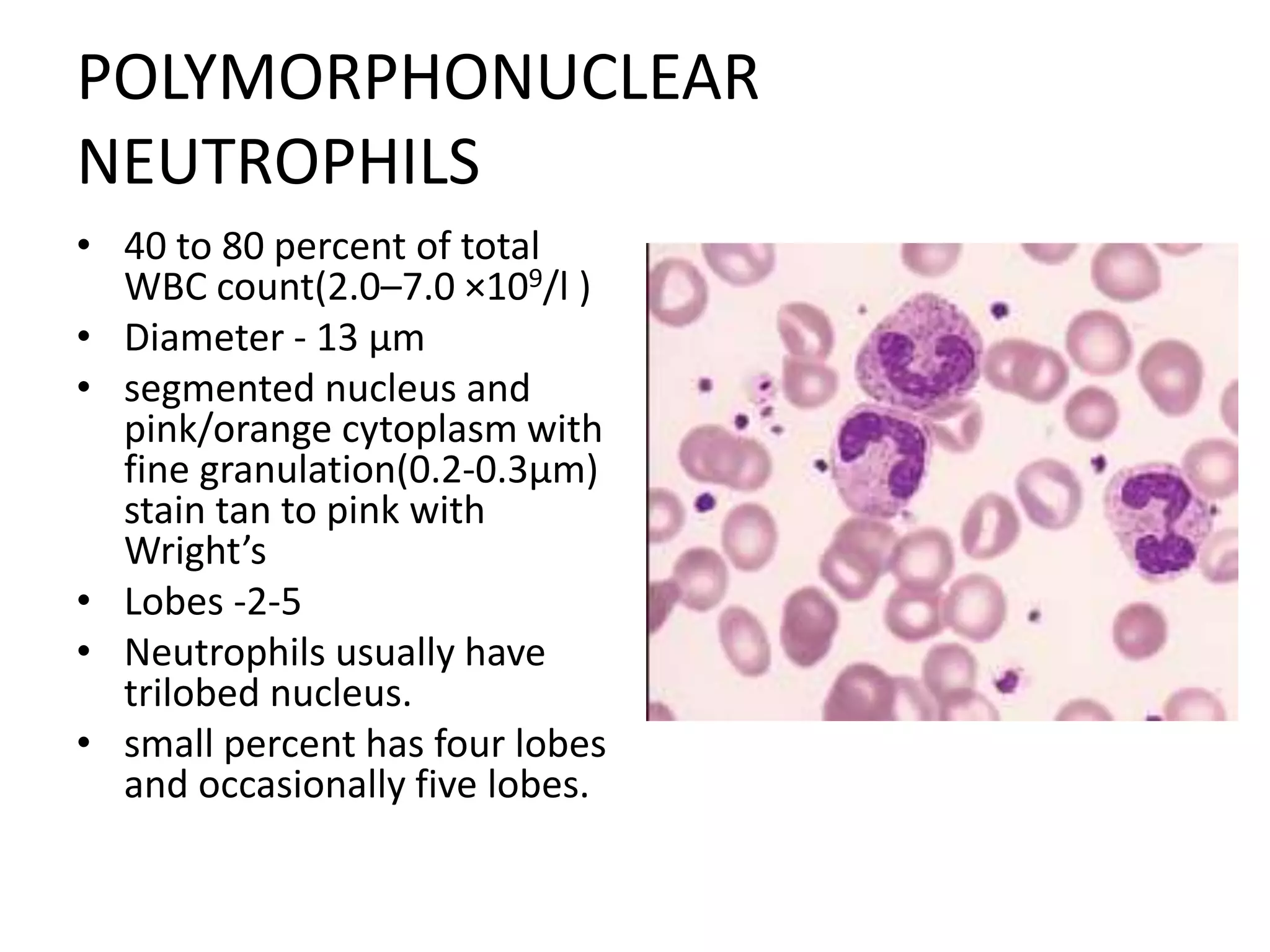 Peripheral blood smear examination | PPTX