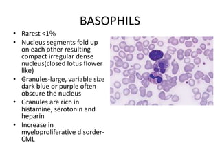 Peripheral blood smear examination | PPTX