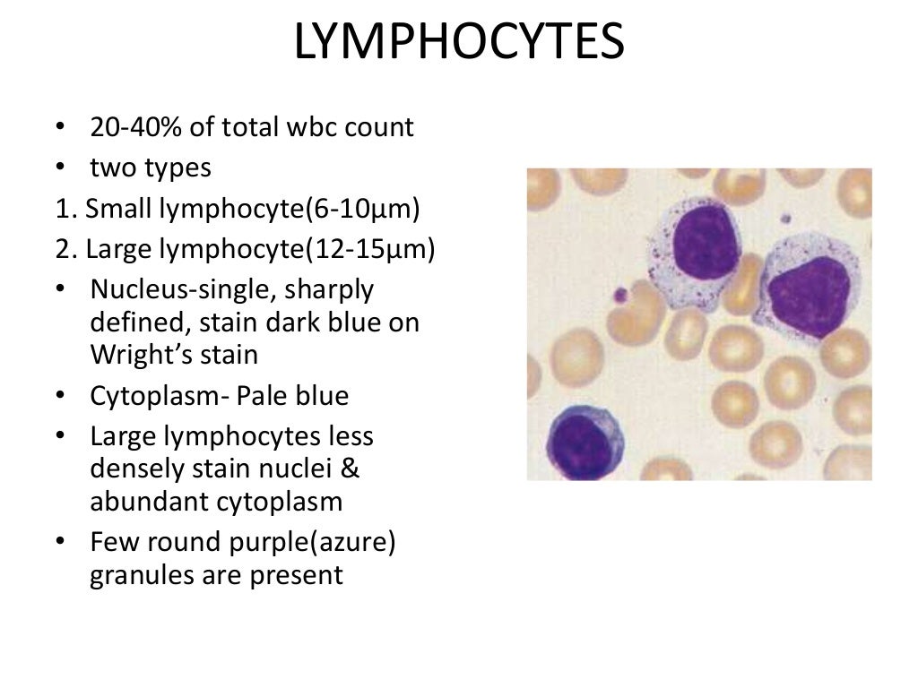 Peripheral blood smear examination