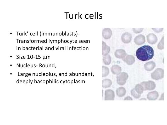 Peripheral blood smear examination