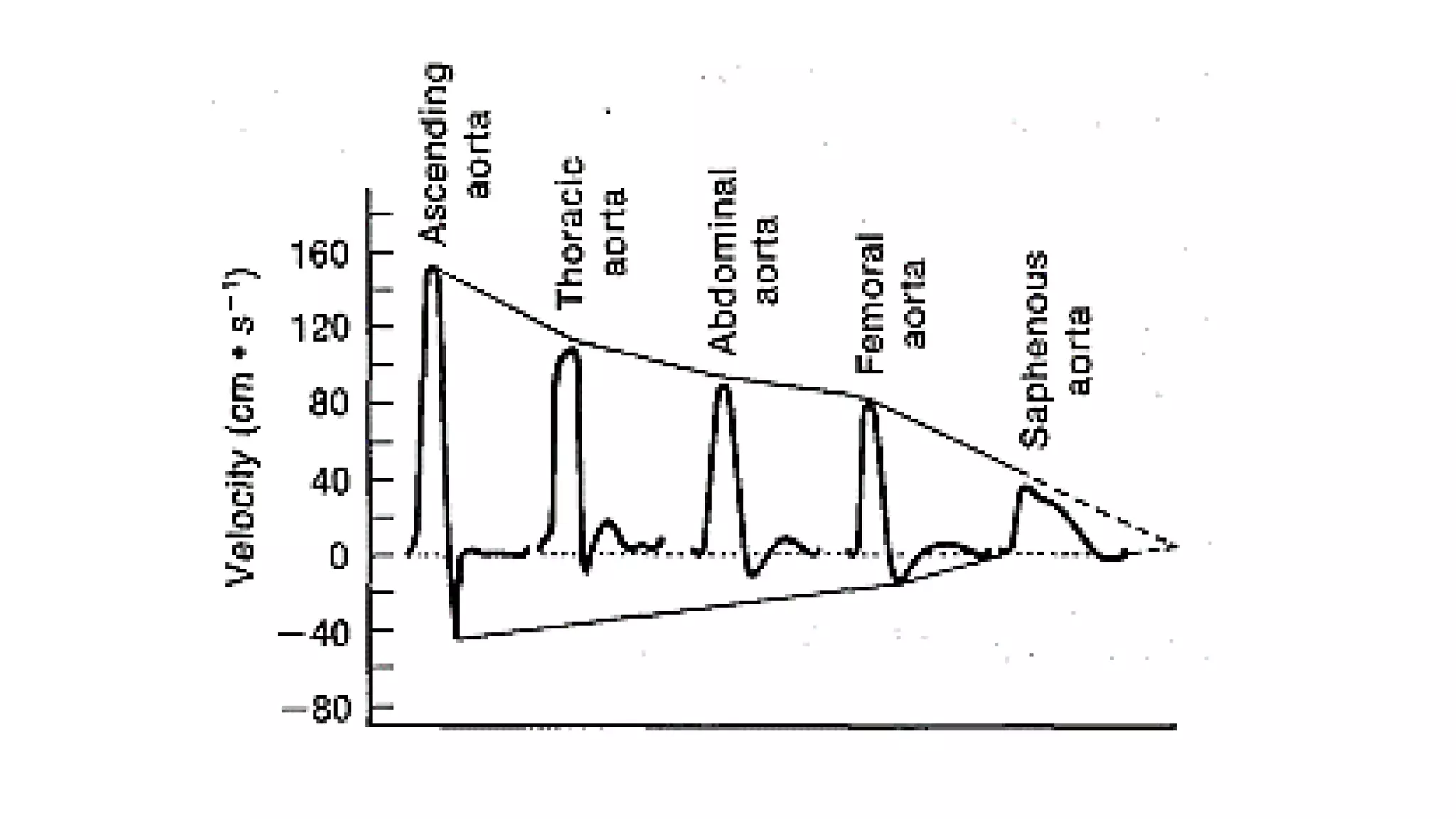 Peripheral circulation arterial system | PPTX