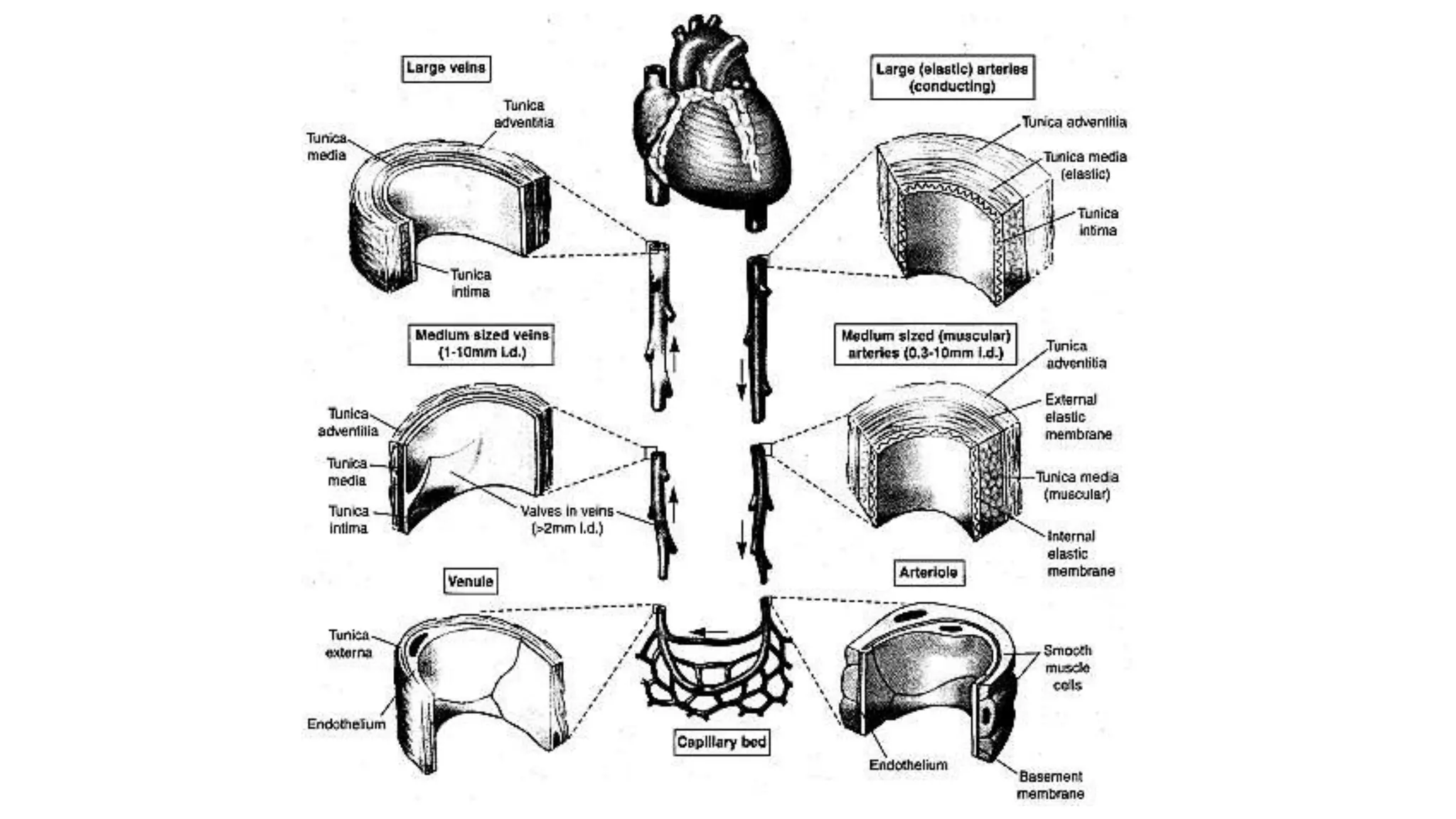 Peripheral circulation arterial system | PPTX
