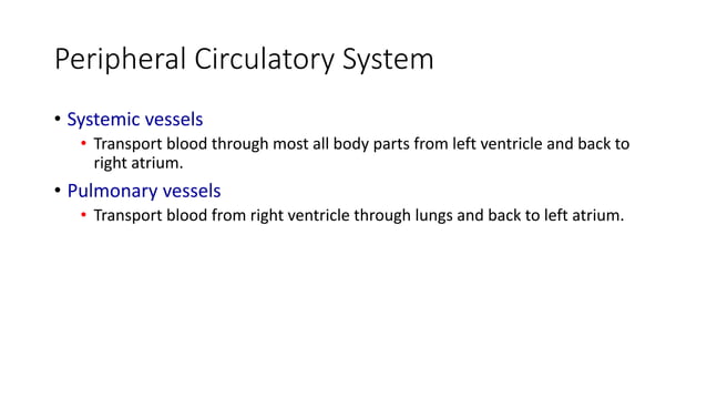 Peripheral circulation arterial system | PPT