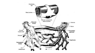 Peripheral circulation venous system | PPT