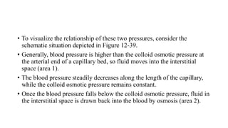 Peripheral circulation venous system | PPTX