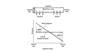 Peripheral circulation venous system | PPT