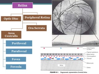 Peripheral fundus & its disorders | PPTX