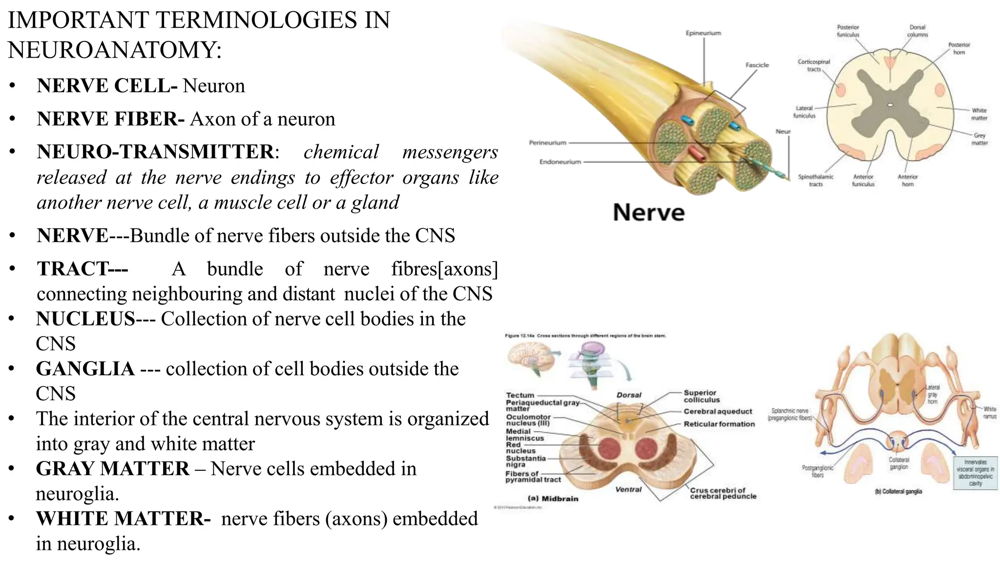 Powerpoint presentation about peripheral nerve | PPTX