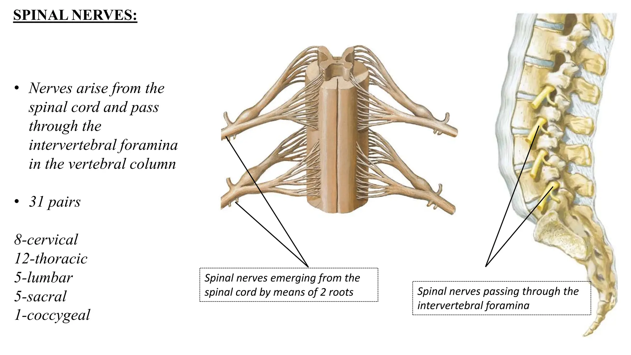 Powerpoint presentation about peripheral nerve | PPTX