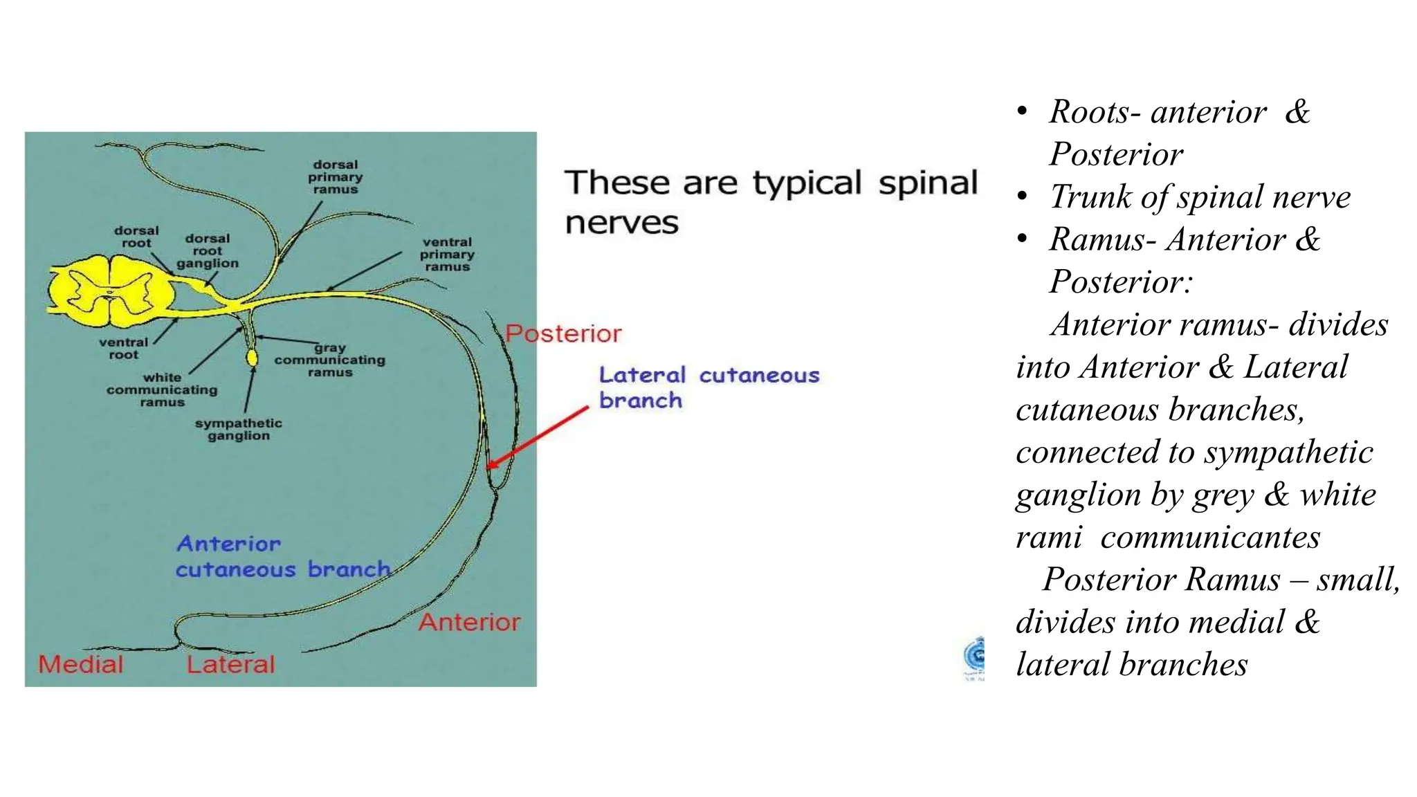 Powerpoint presentation about peripheral nerve | PPTX