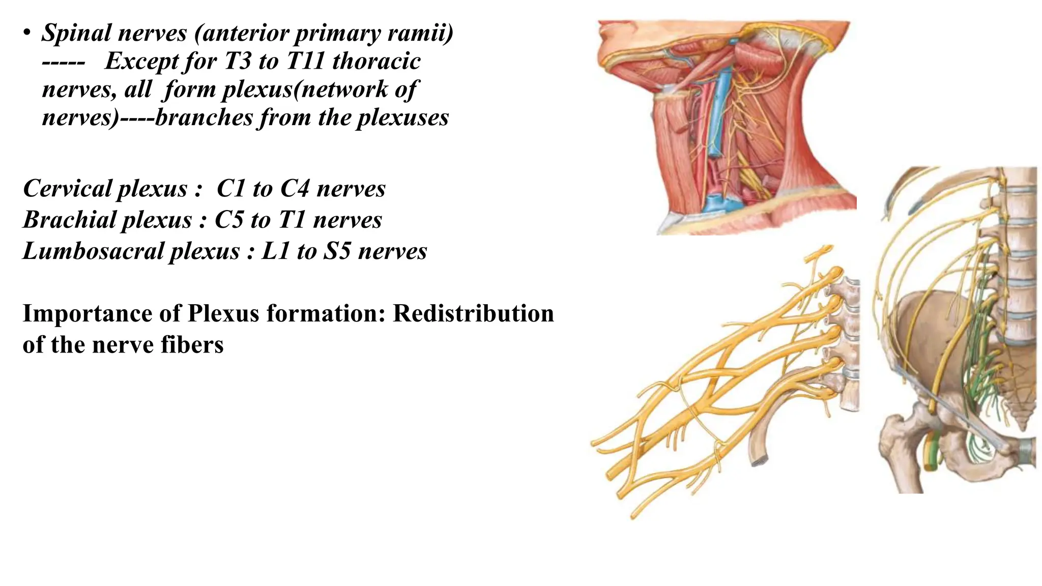 Powerpoint presentation about peripheral nerve | PPTX