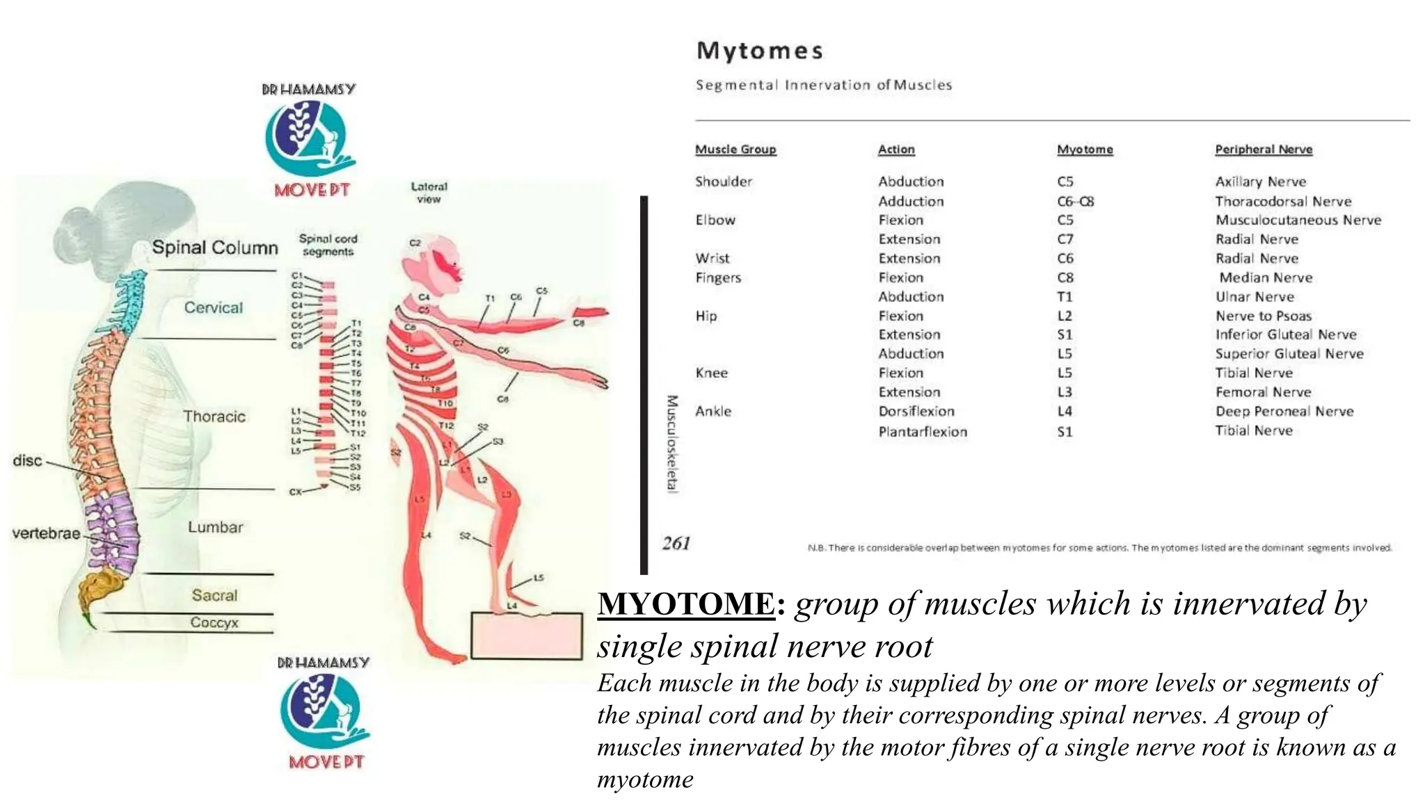 Powerpoint presentation about peripheral nerve | PPTX