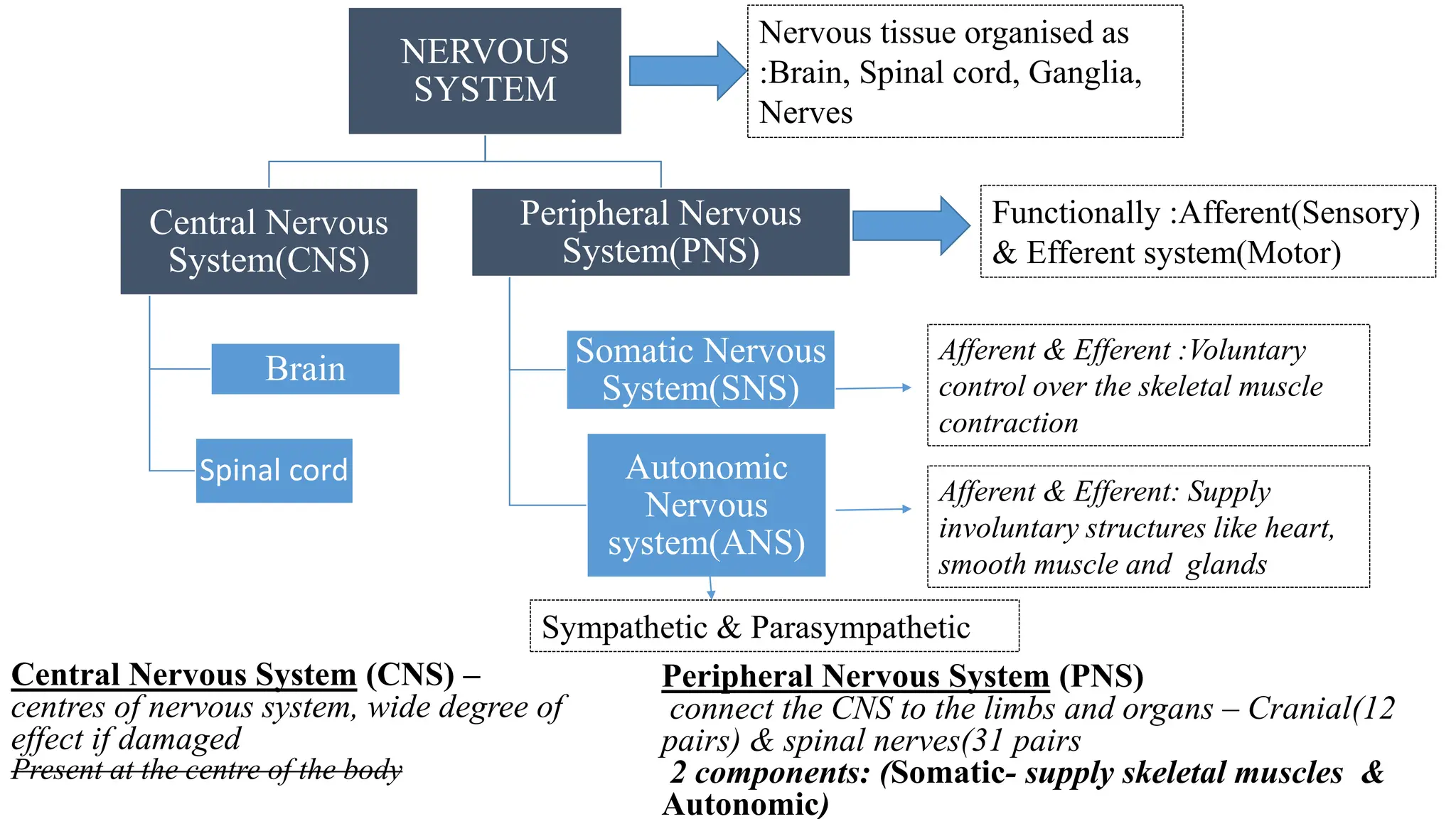 Powerpoint presentation about peripheral nerve | PPTX