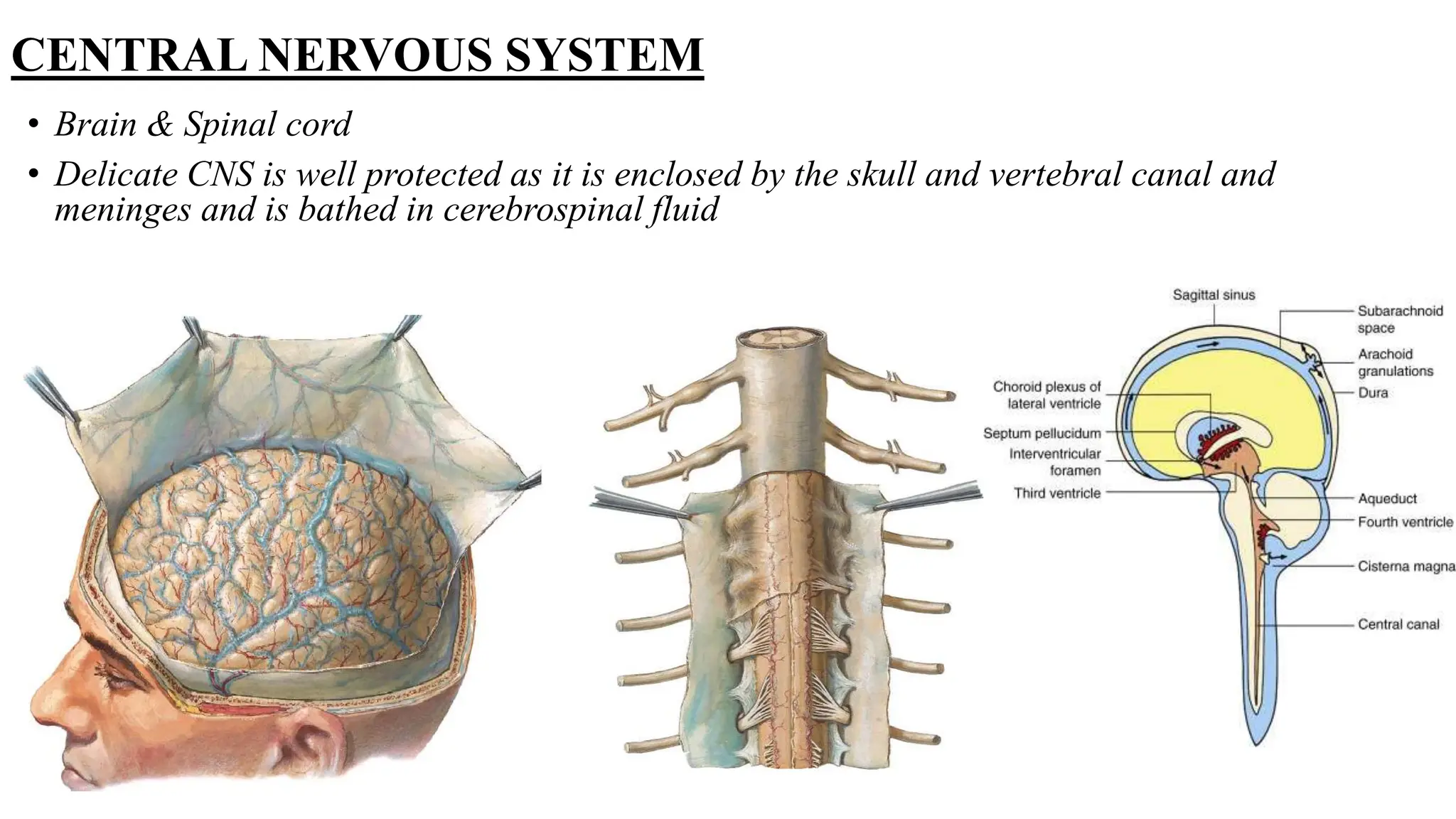 Powerpoint presentation about peripheral nerve | PPTX