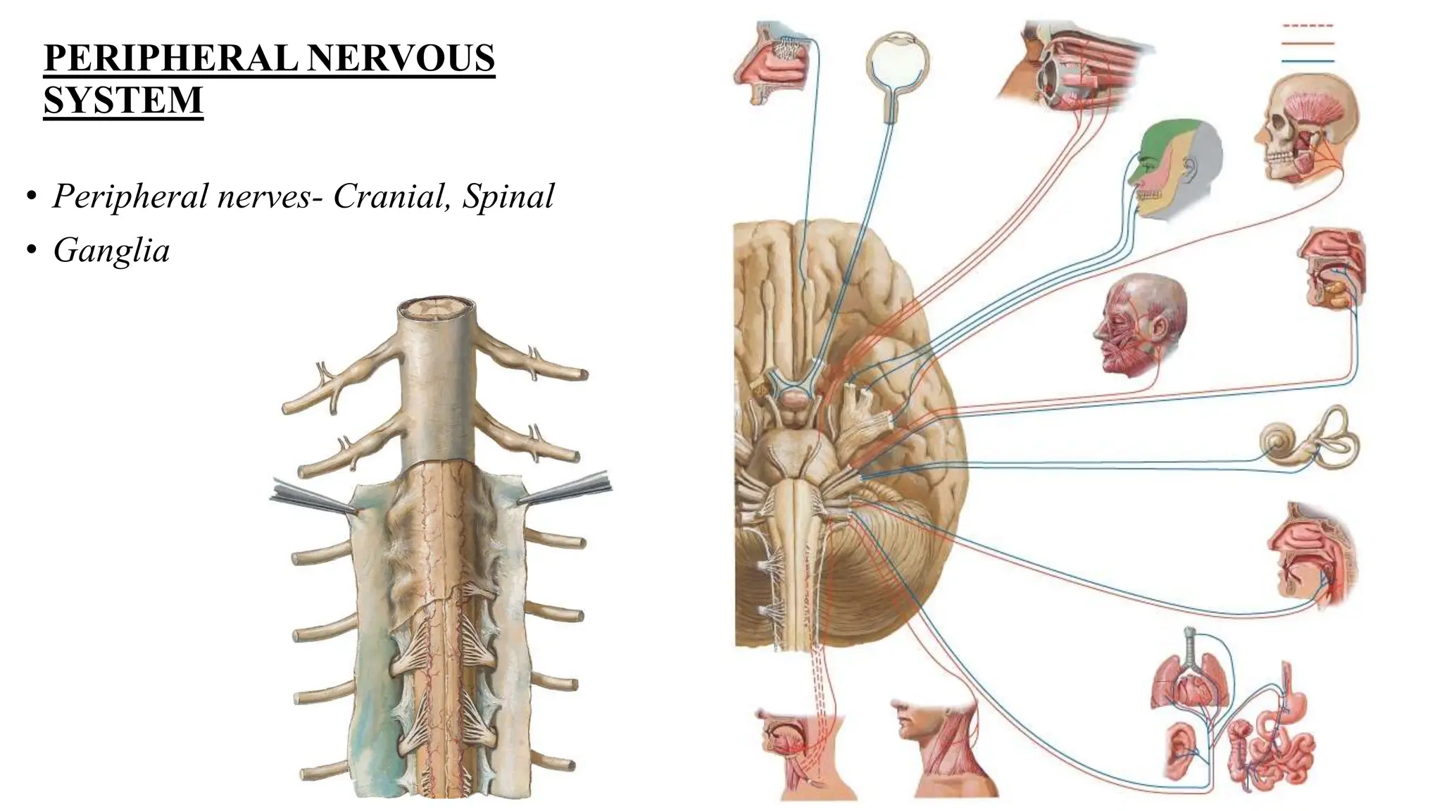 Powerpoint presentation about peripheral nerve | PPTX