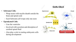 Powerpoint presentation about peripheral nerve | PPTX