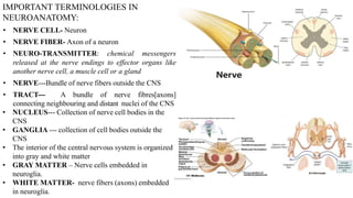 Powerpoint presentation about peripheral nerve | PPTX