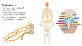 Powerpoint presentation about peripheral nerve | PPTX