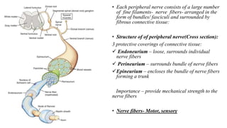 Powerpoint presentation about peripheral nerve | PPTX
