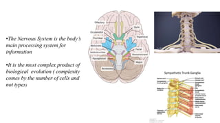 Powerpoint presentation about peripheral nerve | PPTX