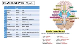 Powerpoint presentation about peripheral nerve | PPTX