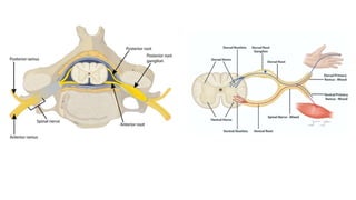 Powerpoint presentation about peripheral nerve | PPTX