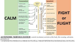 Powerpoint presentation about peripheral nerve | PPTX