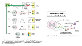 Powerpoint presentation about peripheral nerve | PPTX