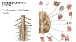 Powerpoint presentation about peripheral nerve | PPTX