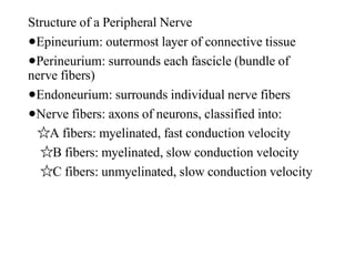 PERIPHERAL NERVE STRUCTURE AND CLASSIFICATION | PDF