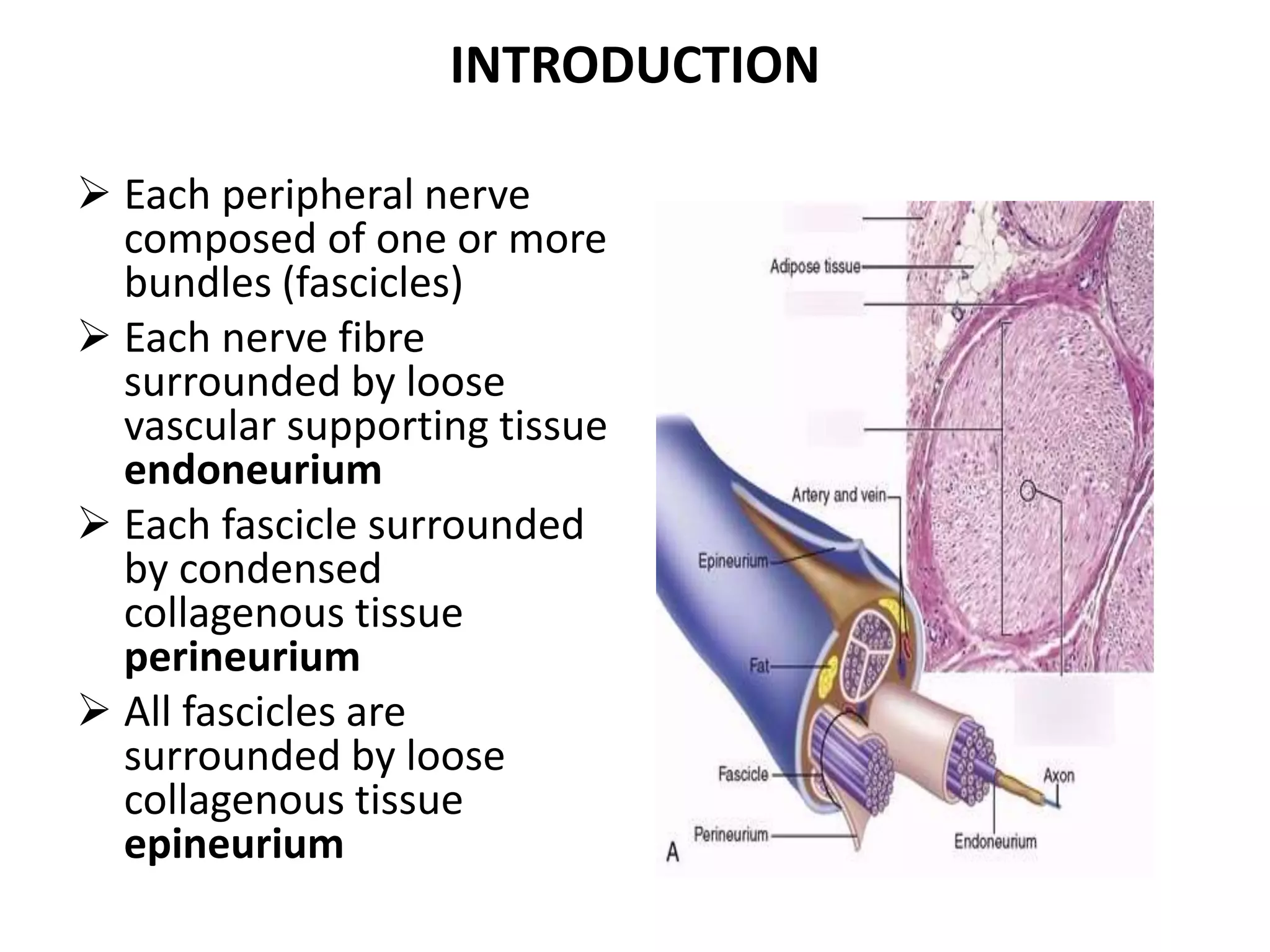 Peripheral nerve biopsy | PPTX