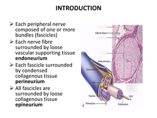 Peripheral nerve biopsy | PPTX