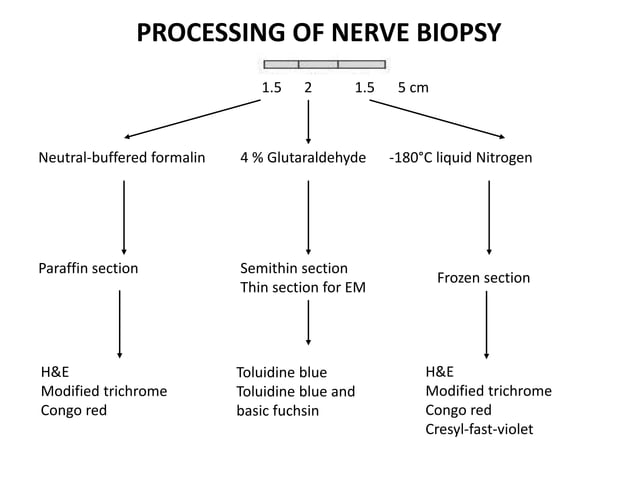 Peripheral nerve biopsy | PPTX