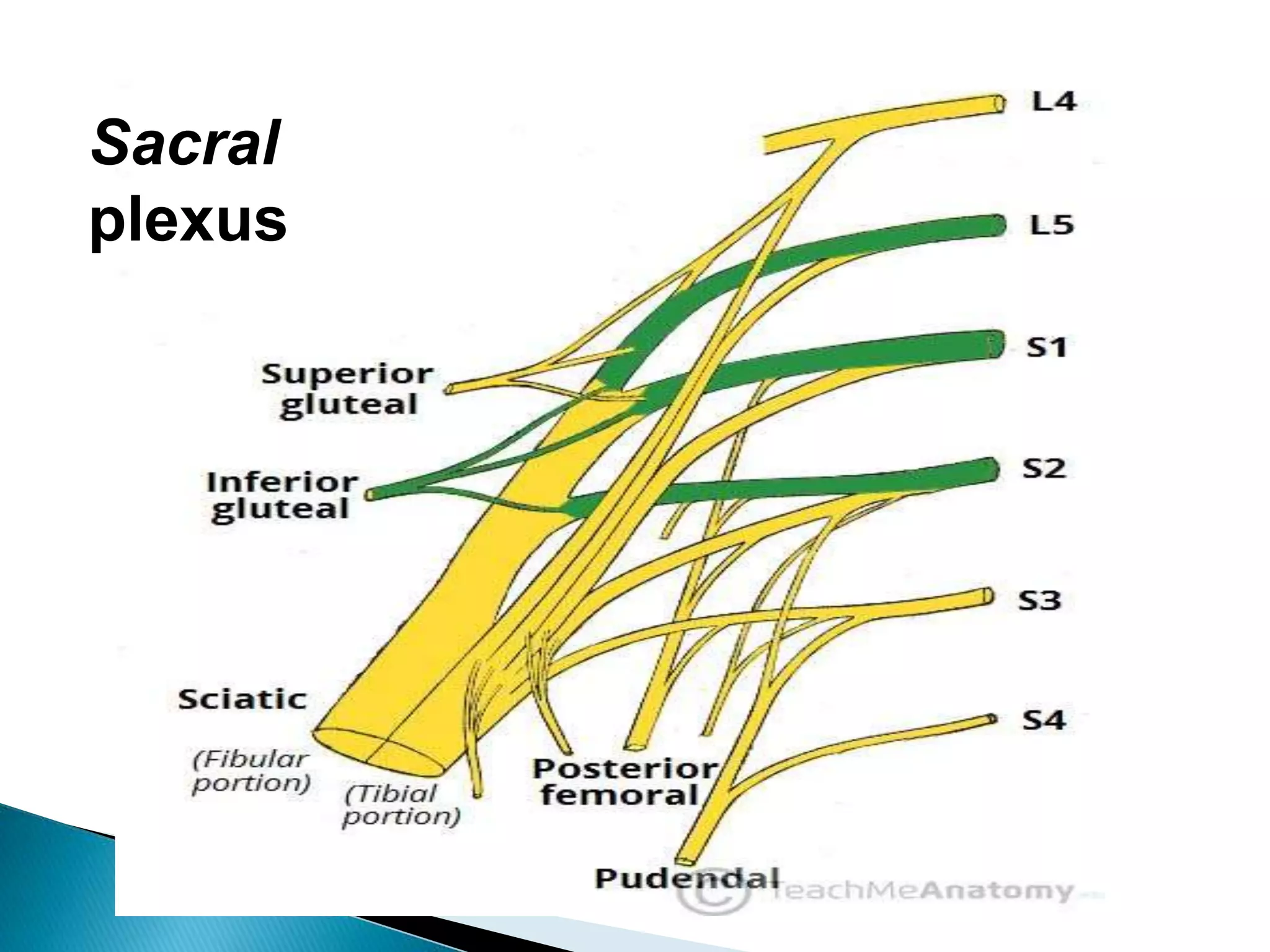 Peripheral nerve blocks | PPTX