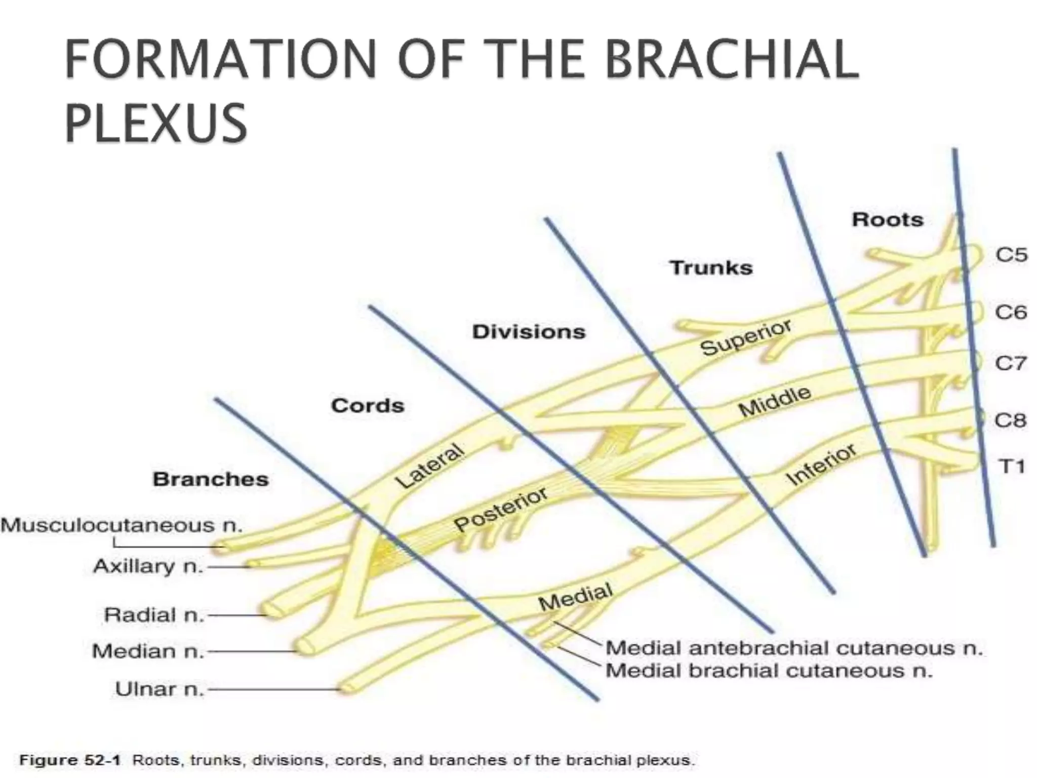 Peripheral nerve blocks | PPTX