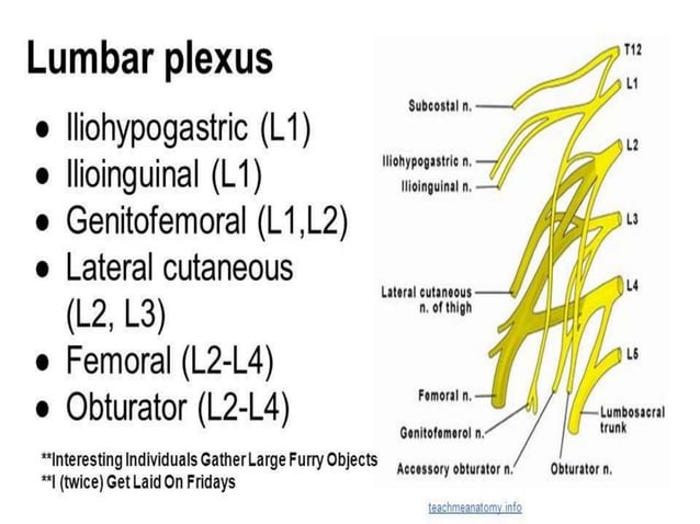 Peripheral nerve blocks | PPTX | First Aid | Injuries