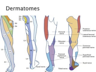 Peripheral nerve blocks