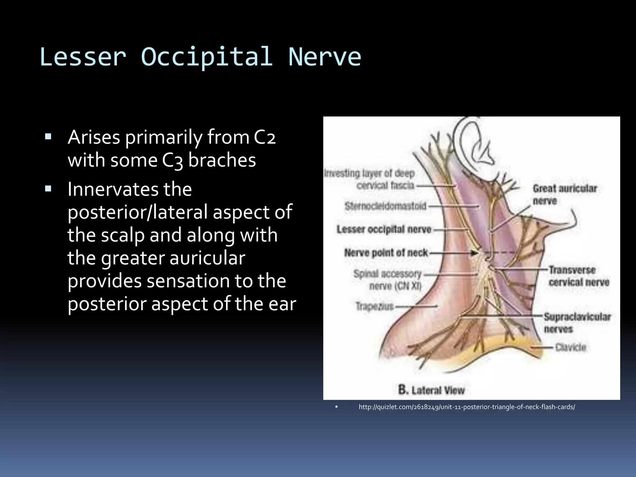 Peripheral nerve blocks | PPTX