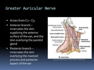 Peripheral nerve blocks | PPTX