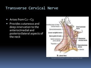 Peripheral nerve blocks | PPTX