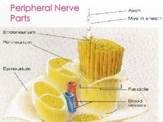 Peripheral Nerve Compression Syndrome | PPTX