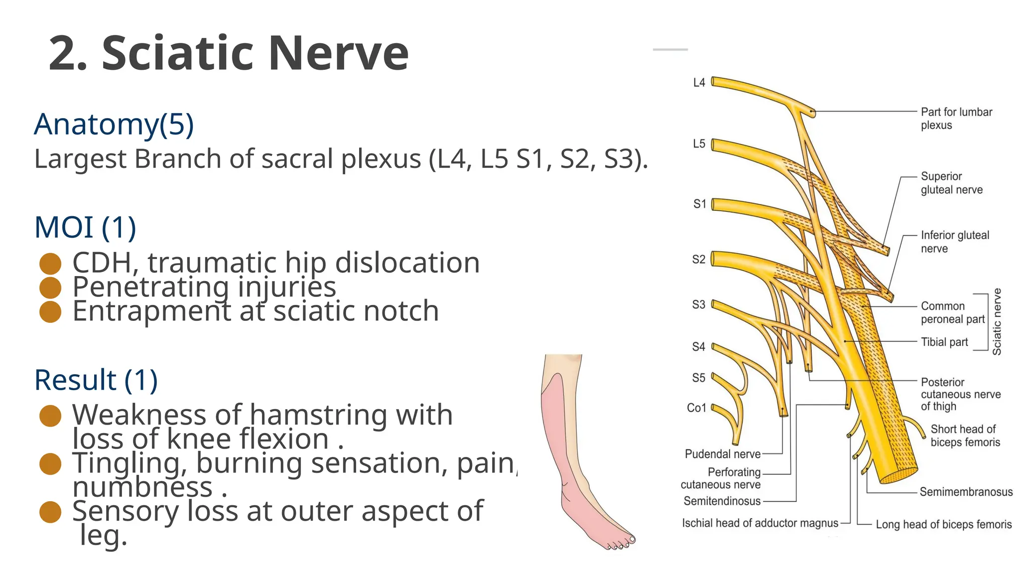 PERIPHERAL NERVE INJURIES (presented by pranjal).pptx