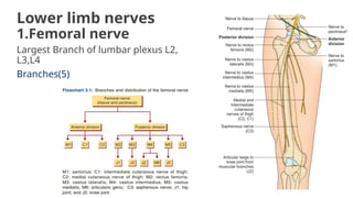 PERIPHERAL NERVE INJURIES (presented by pranjal).pptx