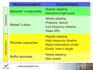 Peripheral nerve injuries | PPT