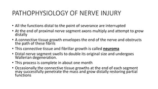 Peripheral nerve injuries-ASSESSMENT AND TENDON TRANSFERS IN RADIAL ...
